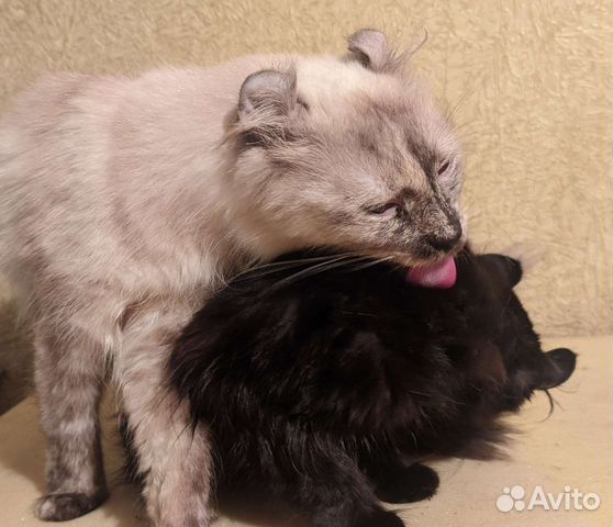Котята