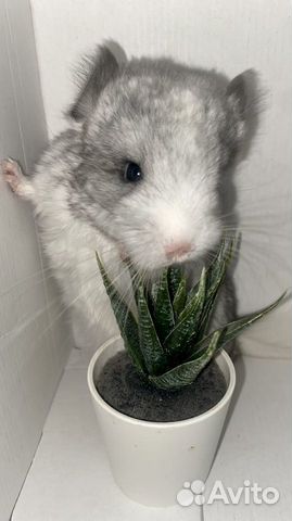 Шиншилла ангора