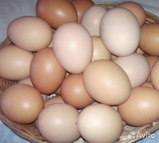 Инкубационное яйцо от разных пород кур