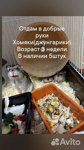 Отдам хомяков порода джунгарики