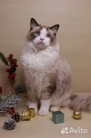 Котёнок рэгдолл