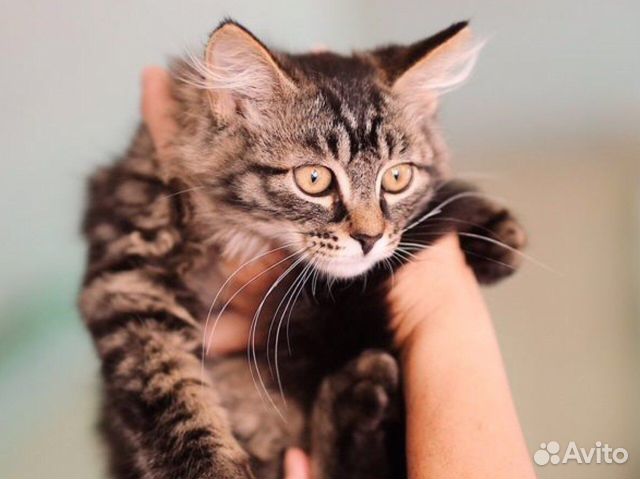 Сибирячок котёнок ждёт свой дом 4 мес. Кот