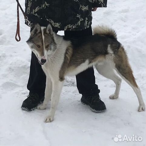 Лайка лзс, кобель для вязки