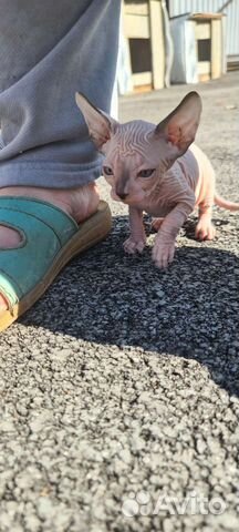 Канадский сфинкс котенок