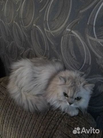 Найдена кошка в районе чтз по Шумерской, 12