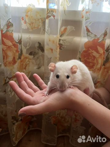 Крыса ручная