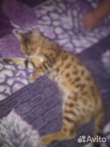 Бенгальская