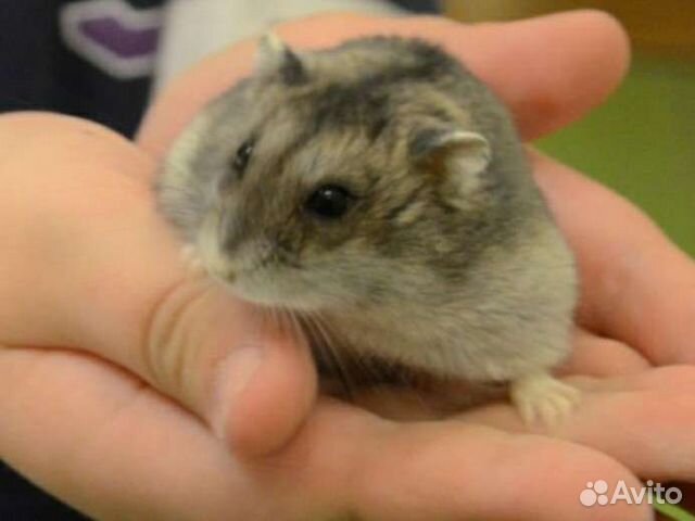 Джунгарский хомяк мальчик