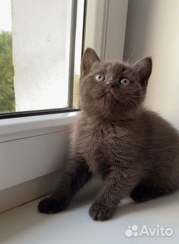 Британский котенок шоколадный окрас