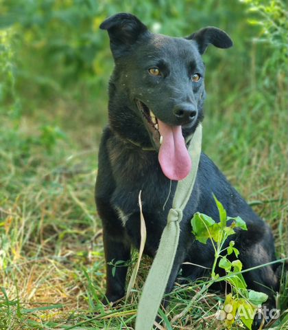 Маленькому псу очень тяжело в приюте