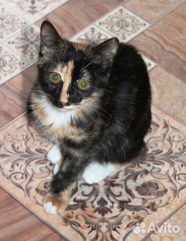 Кошка девочка в добрые руки