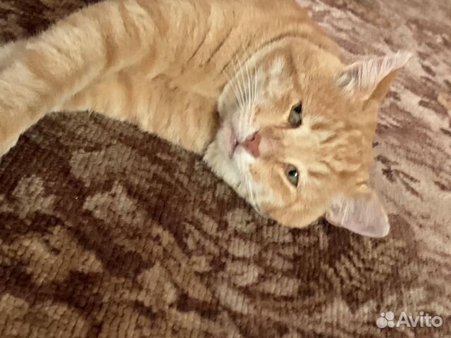 Кот в добрые руки