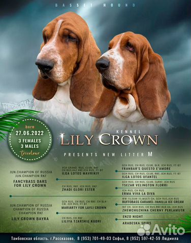 Бассет щенки РКФ