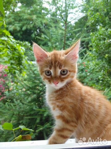 Милые рыжики в добрые руки