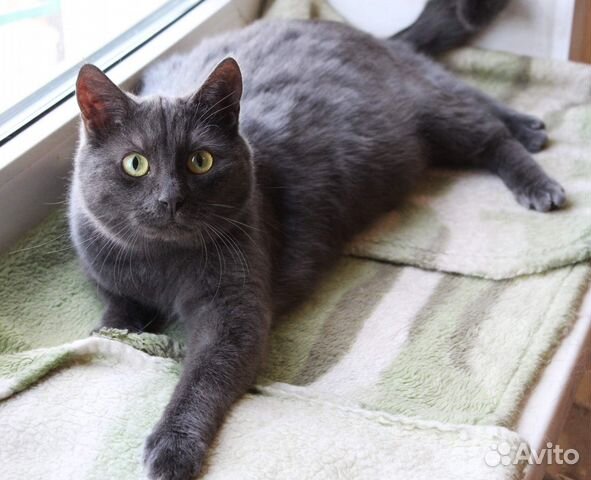 Ищет дом и семью котик Дымок