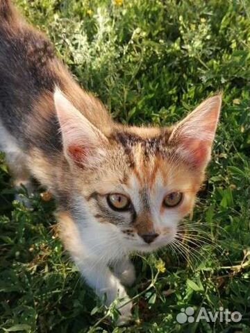 Отдам в добрые руки котят