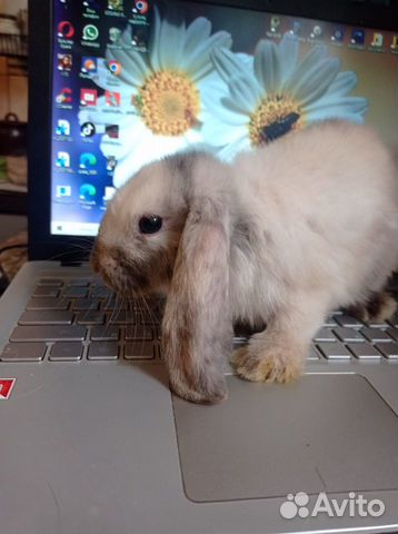 Карликовые вислоухие крольчата