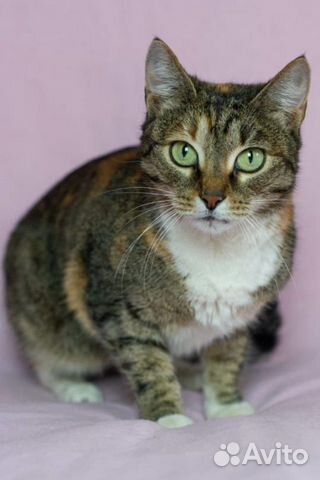 Кошечка Сима 1,5 года ищет дом