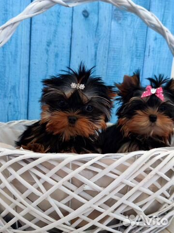 Детки йорка