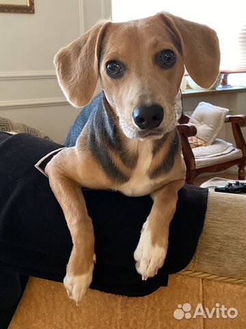 Метис бигль-хаски