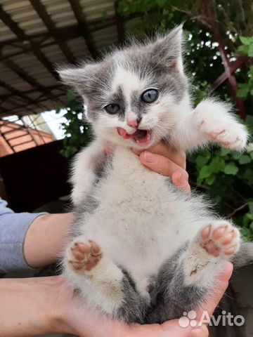 Котёнок мальчик