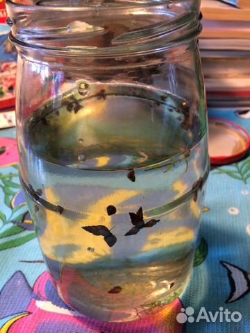 Улитки Мелания 40 шт, Физа 40 шт бесплатно