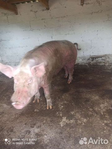 Хряк производитель на племя