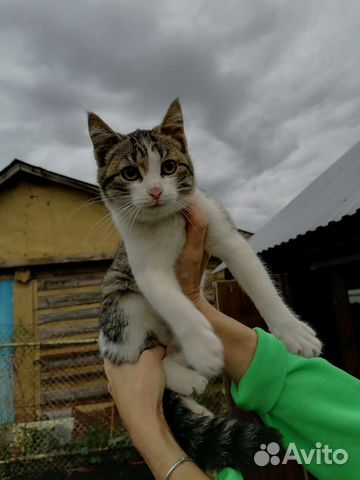 Котёнок потеряшка