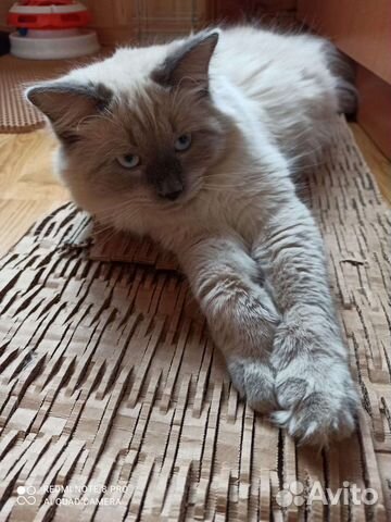 Невский маскарадный кот вязка