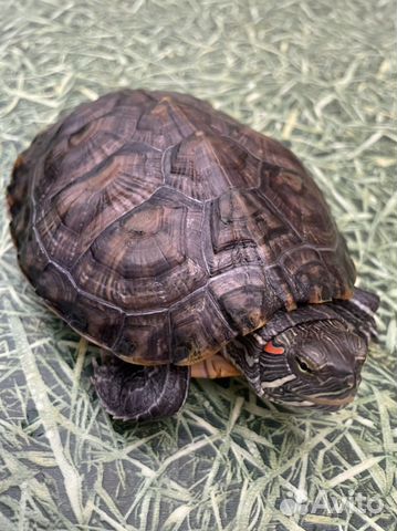 Черепаха красноухая