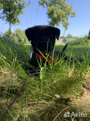 Собака в добрые руки отдам бесплатно
