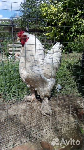 Куры домашние породистые