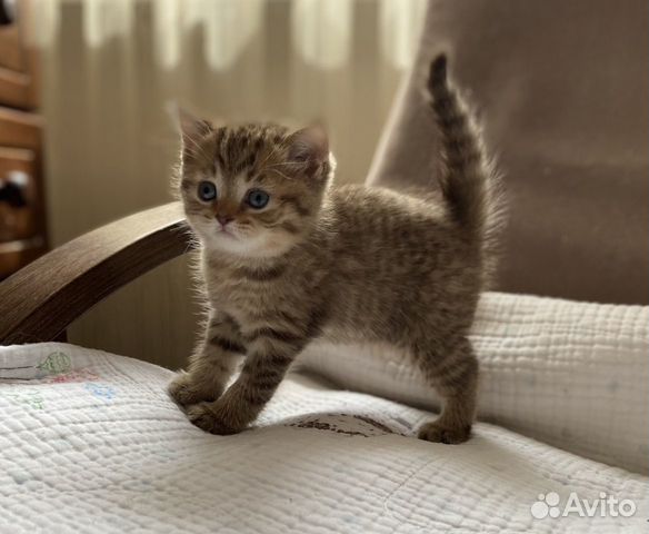 Мальчик шоколадный