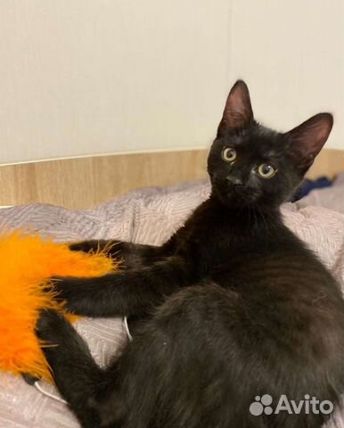 Чисто чёрный котёнок Фантик
