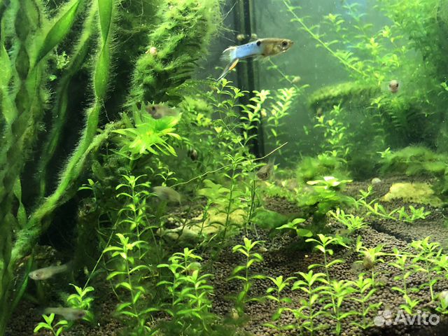 Японский гуппи синий