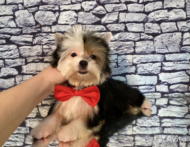 Бивер чёрный мальчик бэби фейс