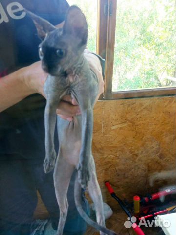 Кошка сфинкс