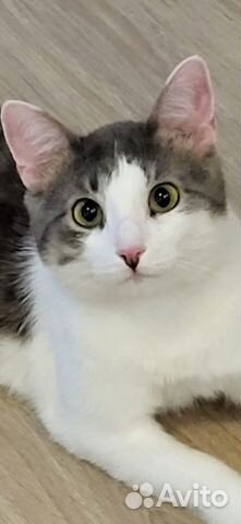 Баксик 33 несчастья