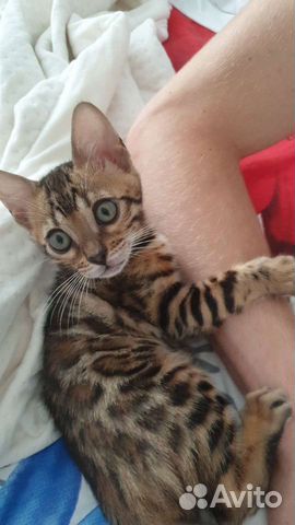 Бенгальская кошка