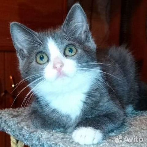 Плюшевый дымчатый котенок девочка в дар