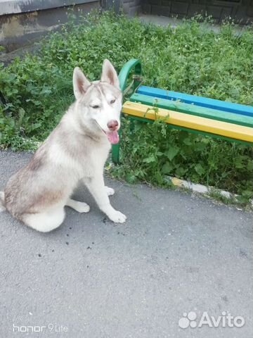 Сибирский хаски бесплатно