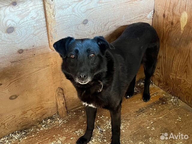 Никому ненужная собака сгинет в приюте