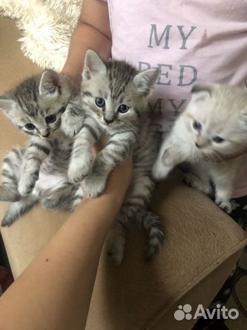 Британские вислоухие котята