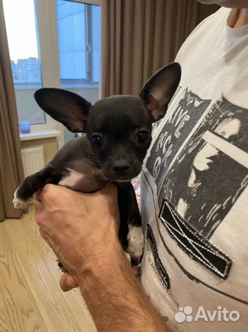 Щенки чихуахуа