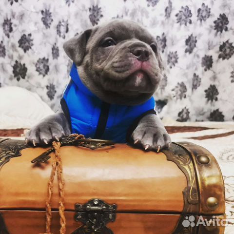 Американский булли