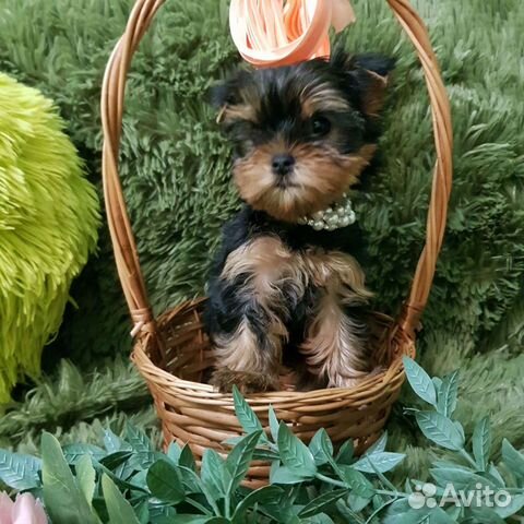 Йоркширский терьер щенки