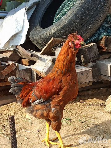 Молодые петухи