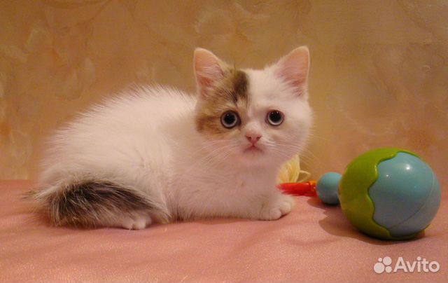 Британский котенок. Славный малыш