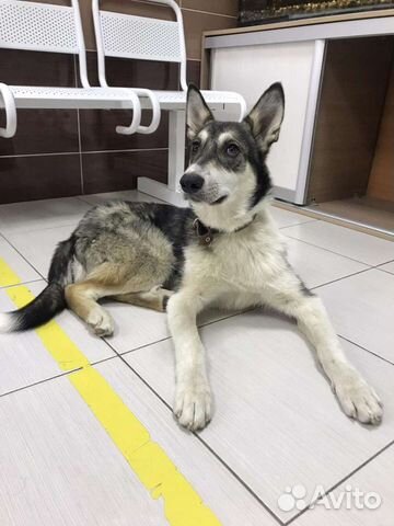 Собака в добрые руки