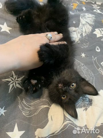 Черный котенок